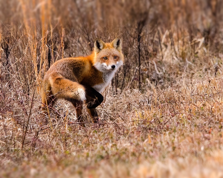 Red Fox at Bombay Hook NWR | Stephen Hung Photography