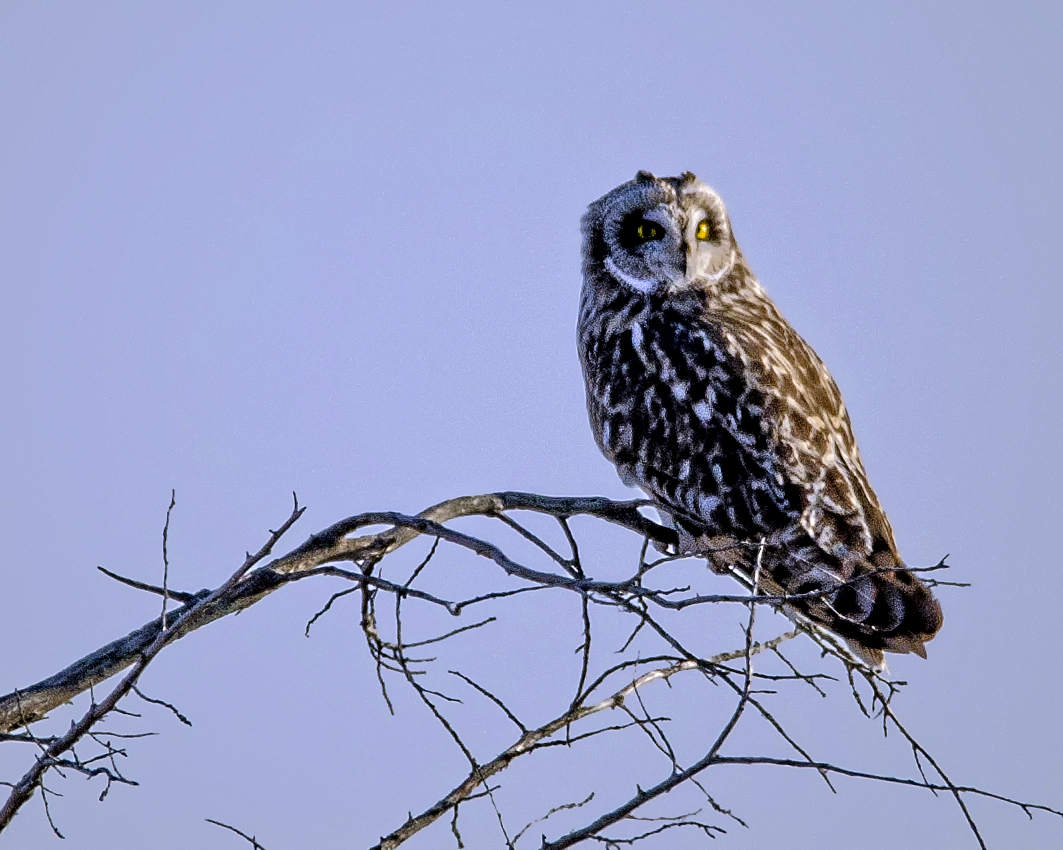 Owl at Prime Hook NWR | Stephen Hung Photography