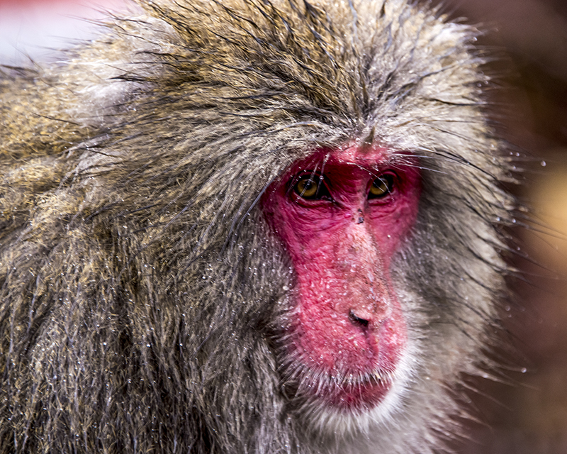 Snow Monkeys at Kamikochi, Japan | Stephen Hung Photography