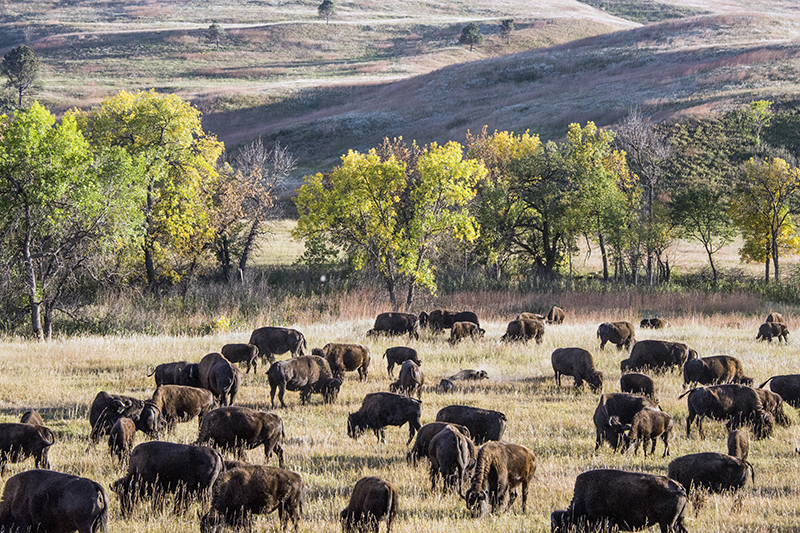 Close Encounter with Bison | Stephen Hung Photography