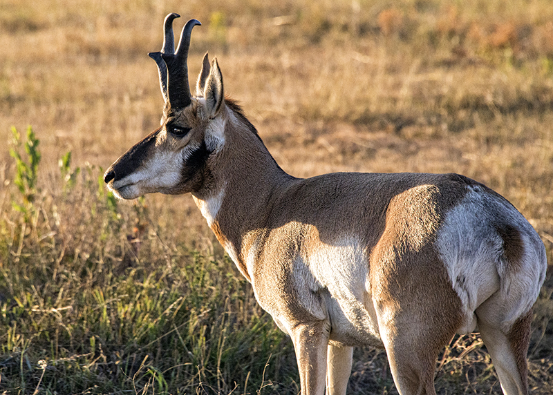 Pronghorns | Stephen Hung Photography