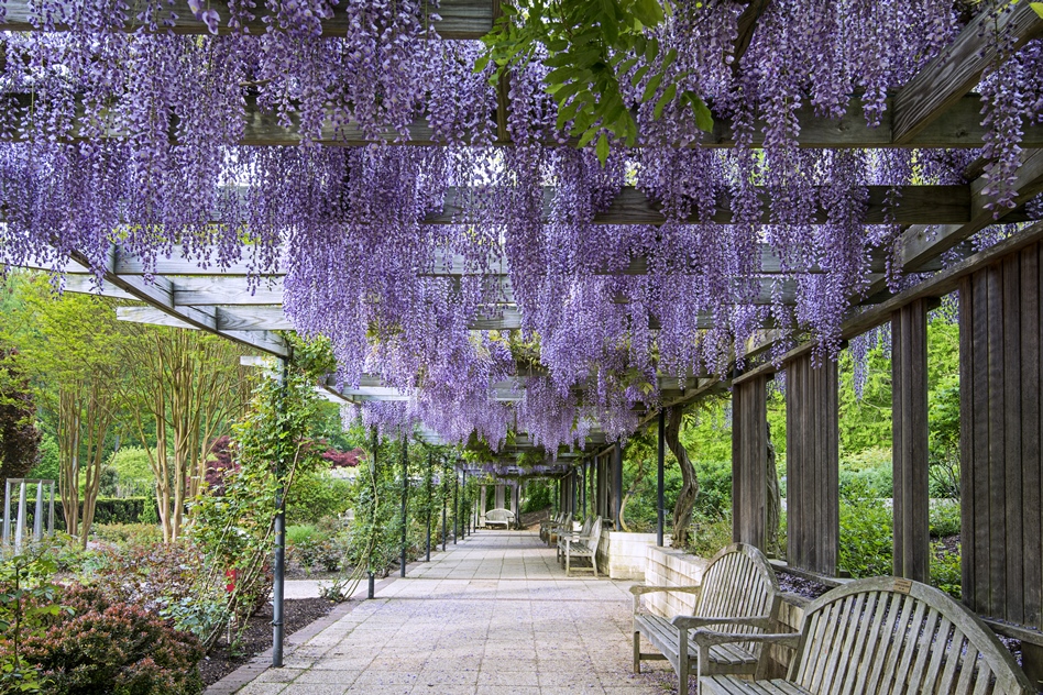 Wisteria at Brookside Gardens | Stephen Hung Photography