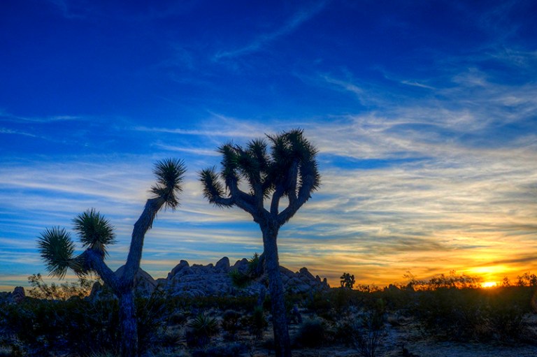 Sunset at Joshua Tree National Park | Stephen Hung Photography