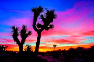 Sunset at Joshua Tree National Park | Stephen Hung Photography