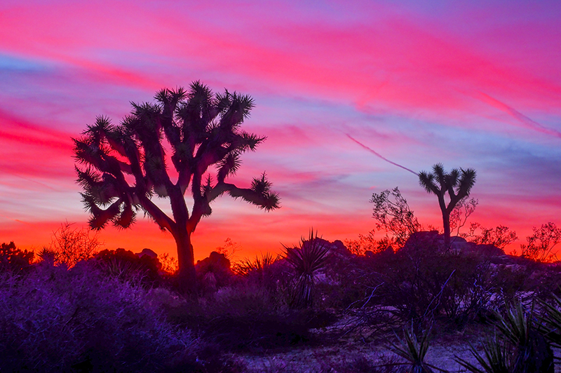 Sunset at Joshua Tree National Park | Stephen Hung Photography