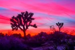 Sunset at Joshua Tree National Park | Stephen Hung Photography