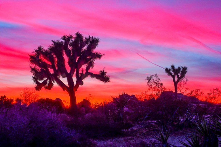 Sunset at Joshua Tree National Park | Stephen Hung Photography