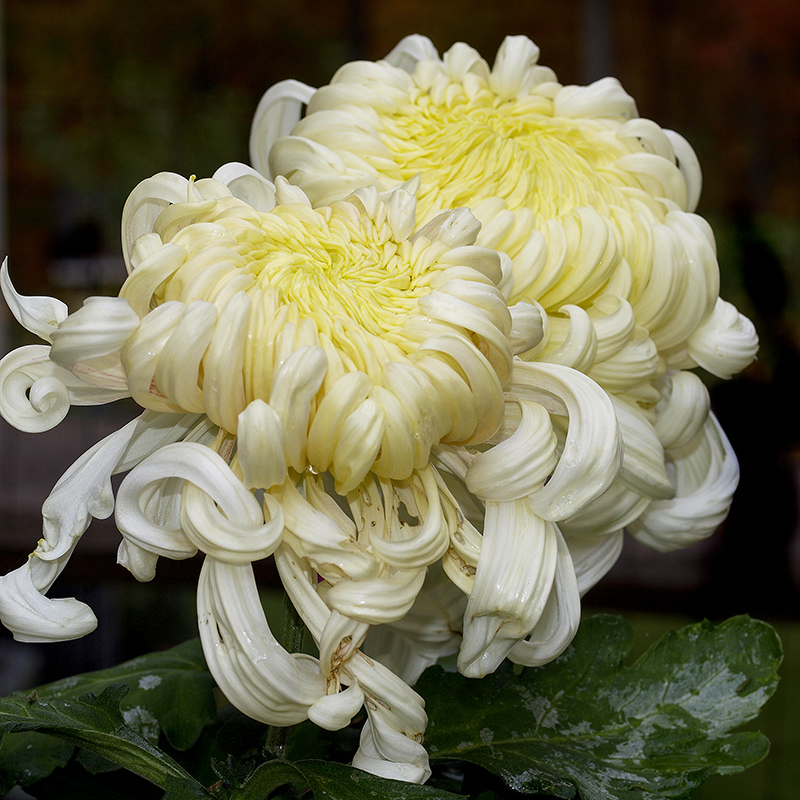 Giant Mums | Stephen Hung Photography