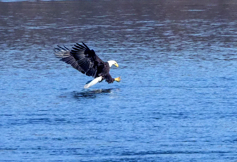 Sequential Shots of Bald Eagle in Action | Stephen Hung Photography
