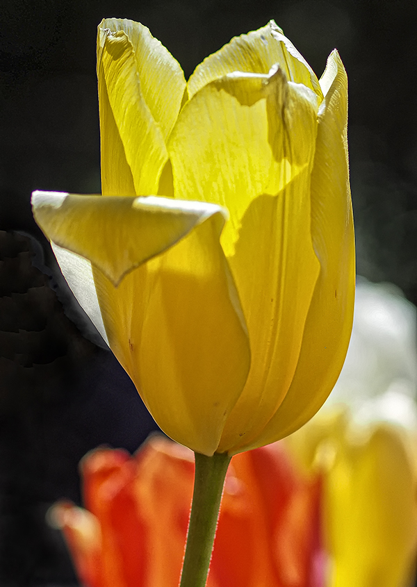 Tulips through Macro Lens | Stephen Hung Photography