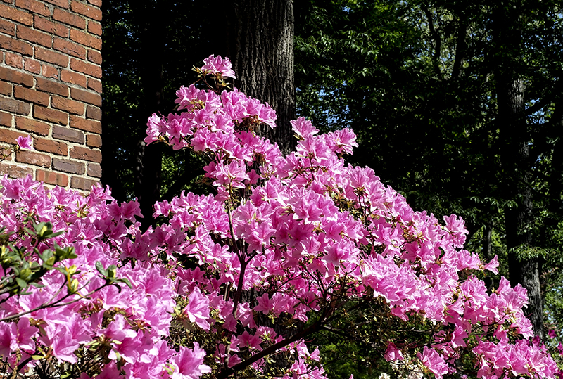 Full Bloom Azaleas at National Arboretum | Stephen Hung Photography