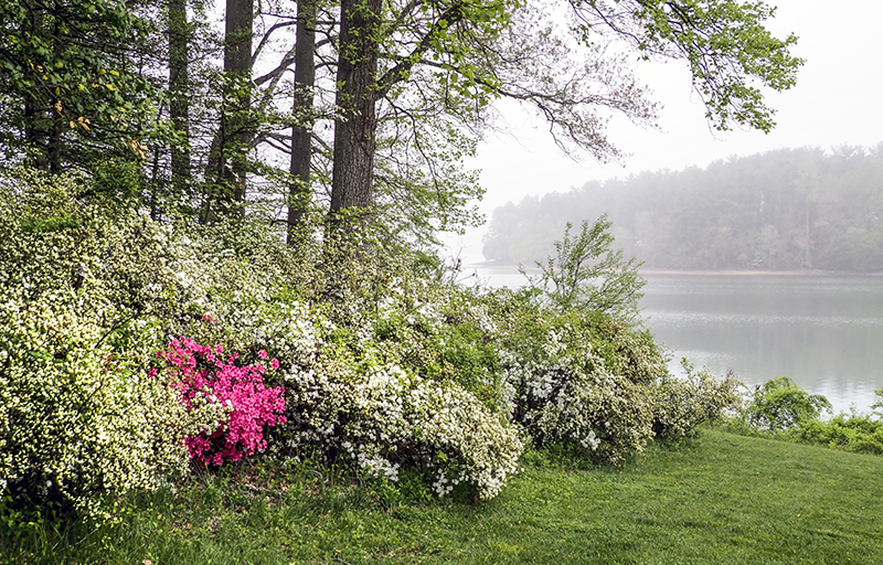 Azaleas at Brighton Dam Azalea Garden 2022.5.3. | Stephen Hung Photography