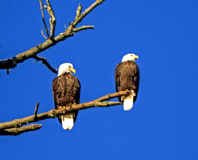 Bald Eagles at Conowingo Dam, Maryland | Stephen Hung Photography