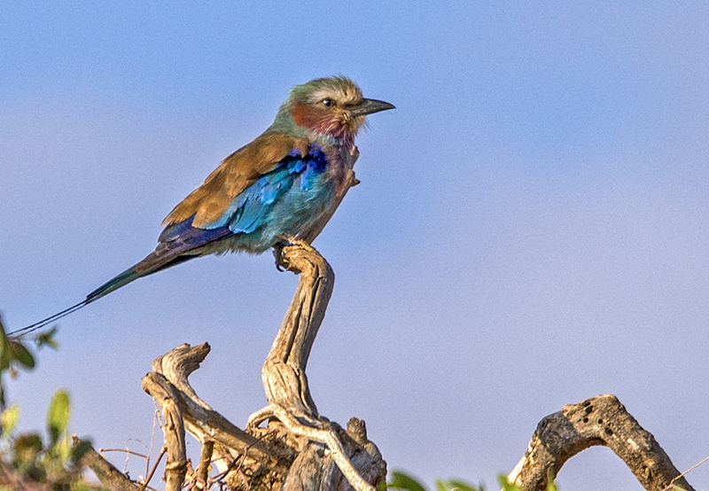 Birds of Kenya | Stephen Hung Photography