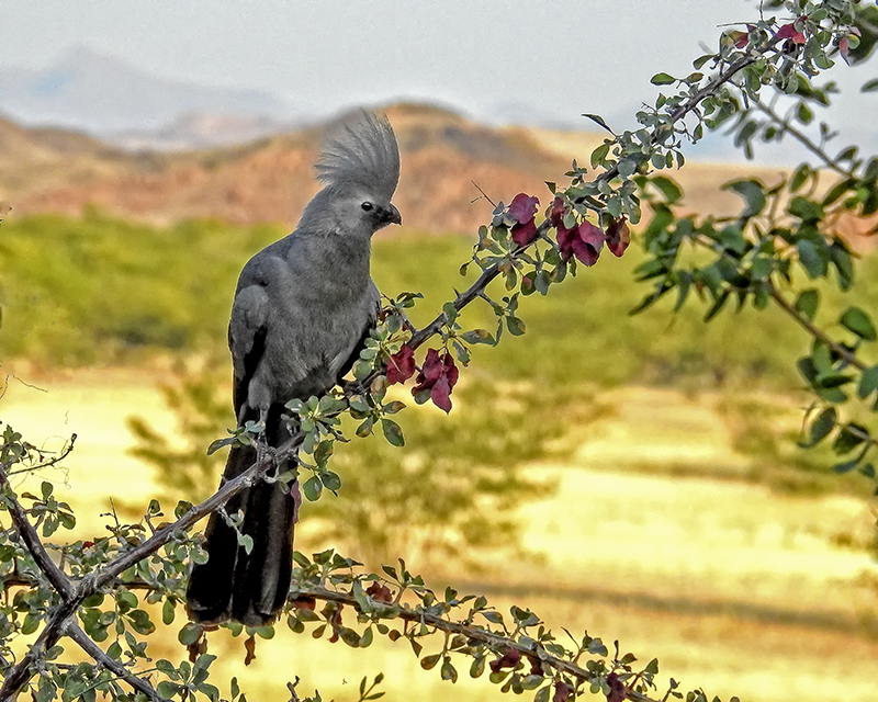 Birds of Namibia | Stephen Hung Photography