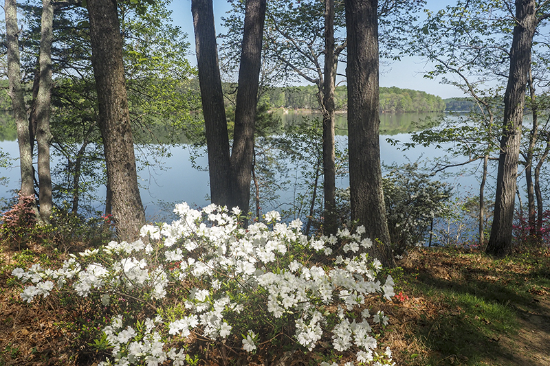 Brighton Dam Azalea Garden – 2023.4.20. | Stephen Hung Photography